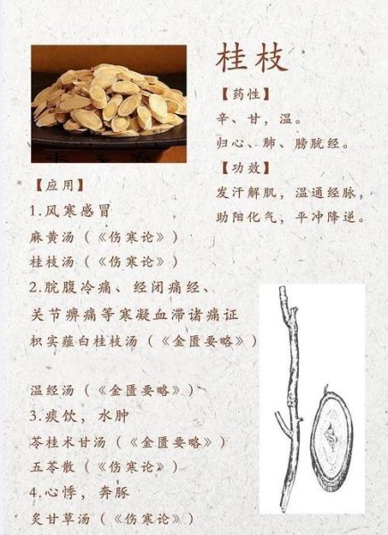 桂枝的功效与作用有哪些_桂枝如何正确服用-第3张图片-山城妙识