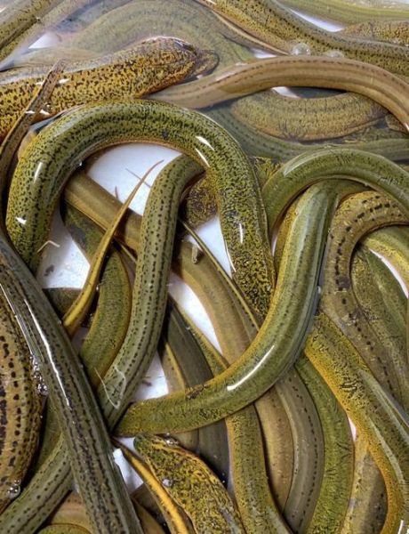 鳝鱼是鱼吗_鳝鱼属于鱼类吗-第1张图片-山城妙识 鳝鱼是鱼吗_鳝鱼属于鱼类吗-第1张图片-山城妙识