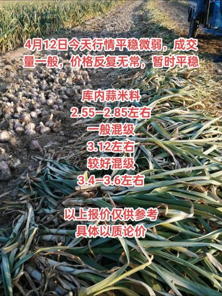 金乡大蒜价格走势_金乡大蒜怎么保存-第3张图片-山城妙识 金乡大蒜价格走势_金乡大蒜怎么保存-第3张图片-山城妙识