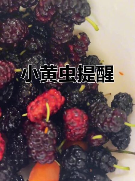 桑葚盐水一泡全是虫子_怎么办-第1张图片-山城妙识