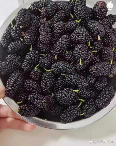 桑葚盐水一泡全是虫子_怎么办-第3张图片-山城妙识