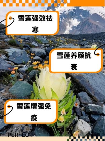 冰山雪莲长什么样_冰山雪莲的功效与作用-第3张图片-山城妙识 冰山雪莲长什么样_冰山雪莲的功效与作用-第3张图片-山城妙识
