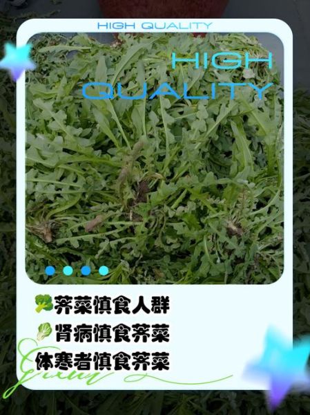 荠荠菜的功效与禁忌_荠荠菜什么人不能吃-第3张图片-山城妙识