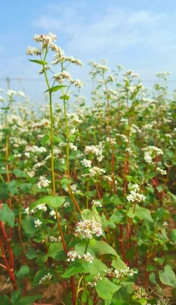 荞麦图片大全大图_荞麦植株长什么样-第1张图片-山城妙识 荞麦图片大全大图_荞麦植株长什么样-第1张图片-山城妙识