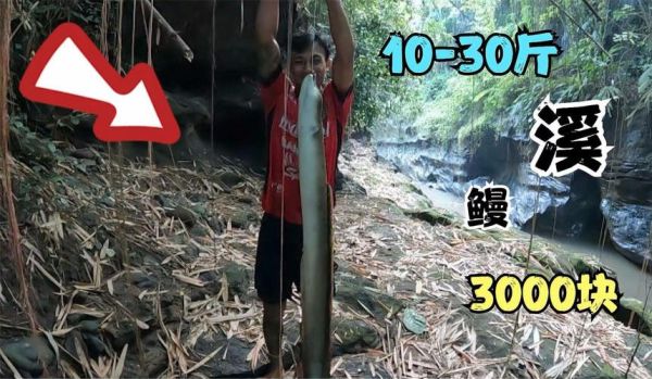 淡水鳗鱼多少钱一斤_淡水鳗鱼价格走势-第2张图片-山城妙识 淡水鳗鱼多少钱一斤_淡水鳗鱼价格走势-第2张图片-山城妙识