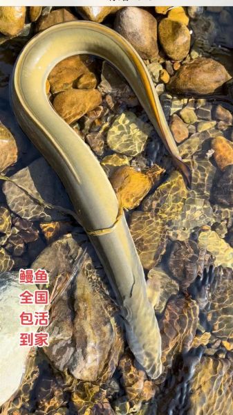 淡水鳗鱼多少钱一斤_淡水鳗鱼价格走势-第1张图片-山城妙识 淡水鳗鱼多少钱一斤_淡水鳗鱼价格走势-第1张图片-山城妙识