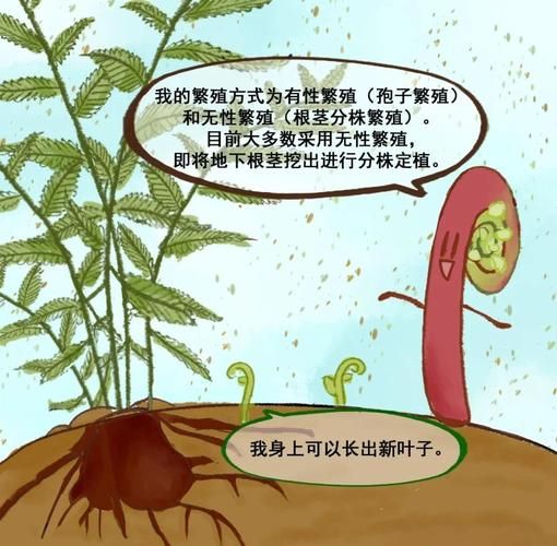 拳菜和蕨菜的区别_哪个更好吃-第1张图片-山城妙识
