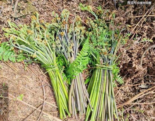 拳菜和蕨菜的区别_哪个更好吃-第2张图片-山城妙识