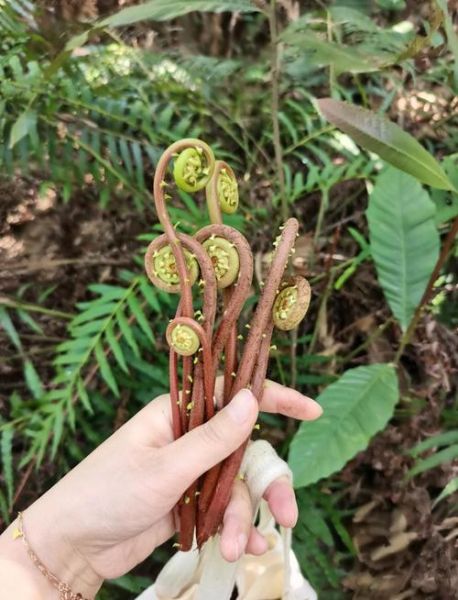 拳菜和蕨菜的区别_哪个更好吃-第3张图片-山城妙识