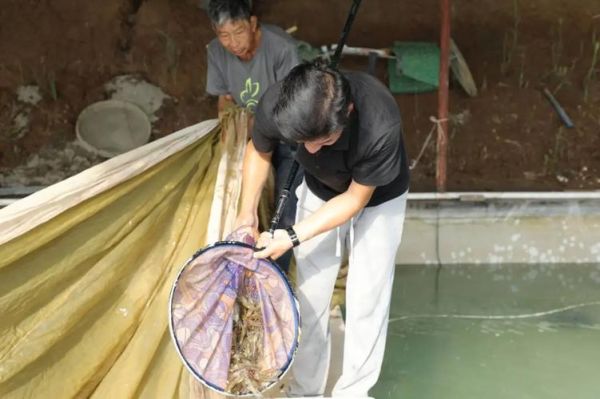 大棚养虾赚钱吗_大棚养虾技术要点-第2张图片-山城妙识 大棚养虾赚钱吗_大棚养虾技术要点-第2张图片-山城妙识