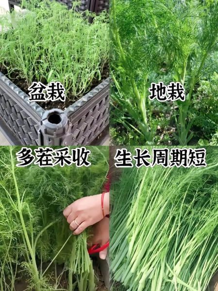 茴香苗怎么种_茴香苗几天发芽-第1张图片-山城妙识