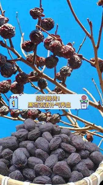 黑枣泡酒的功效与作用_黑枣泡酒怎么喝最好-第2张图片-山城妙识