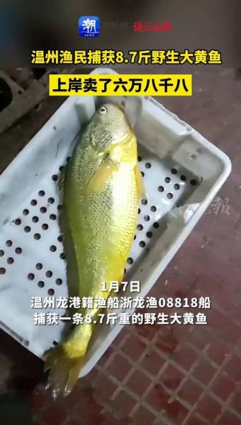 野生黄鱼多少钱一斤2019_价格走势-第1张图片-山城妙识