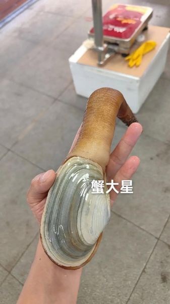 象拔蚌的营养价值_象拔蚌的禁忌人群-第3张图片-山城妙识