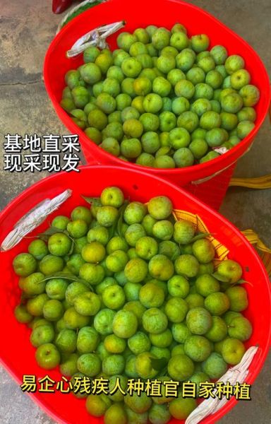 青李子功效与作用_青李子能减肥吗-第3张图片-山城妙识