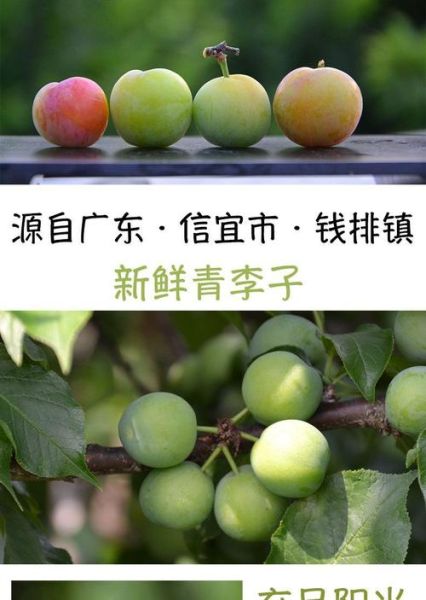 青李子功效与作用_青李子能减肥吗-第2张图片-山城妙识