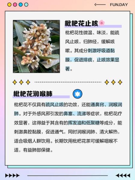 枇杷花的功效与作用_枇杷花的禁忌有哪些-第2张图片-山城妙识