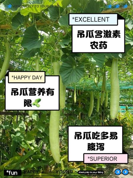 吊瓜的功效与作用_吊瓜怎么吃最养生-第2张图片-山城妙识