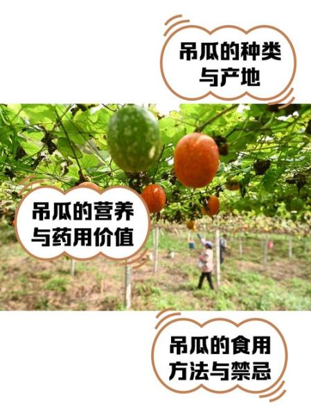 吊瓜的功效与作用_吊瓜怎么吃最养生-第1张图片-山城妙识