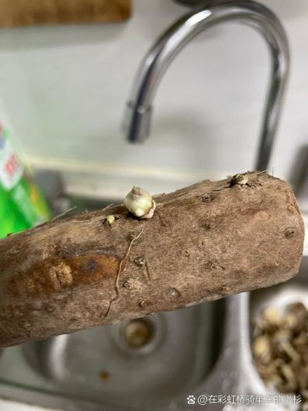 山药发芽能吃吗_有毒吗-第1张图片-山城妙识