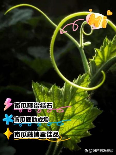 南瓜藤图片大全_如何识别可食用品种-第3张图片-山城妙识 南瓜藤图片大全_如何识别可食用品种-第3张图片-山城妙识