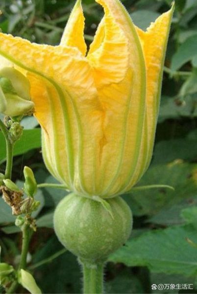 南瓜藤图片大全_如何识别可食用品种-第2张图片-山城妙识 南瓜藤图片大全_如何识别可食用品种-第2张图片-山城妙识