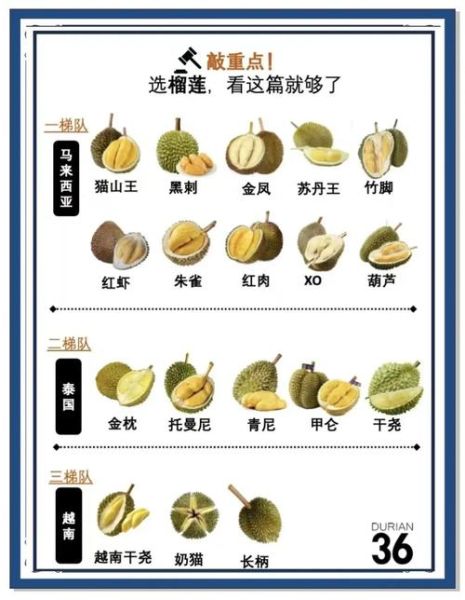 榴莲图片真实一点_如何辨别成熟榴莲-第3张图片-山城妙识 榴莲图片真实一点_如何辨别成熟榴莲-第3张图片-山城妙识