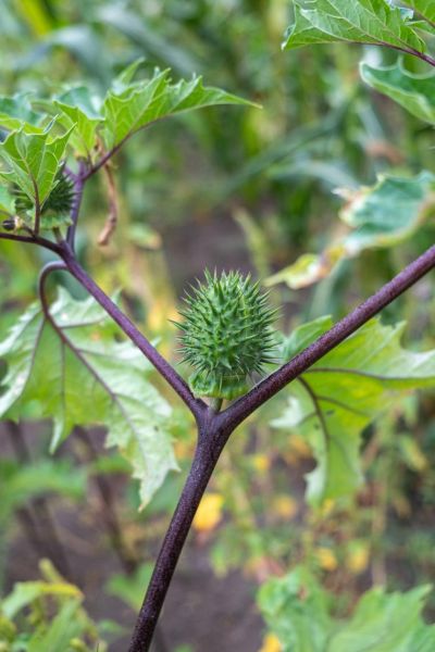 苍耳长什么样_苍耳高清大图怎么拍-第3张图片-山城妙识