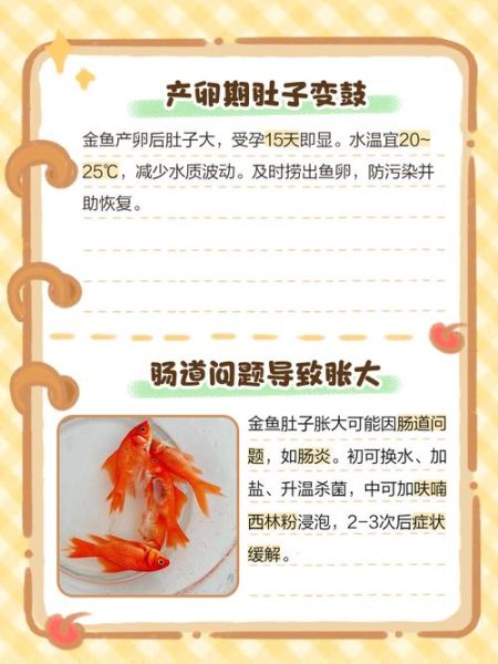 鱼肚子鼓起来怎么回事_金鱼腹胀原因-第1张图片-山城妙识