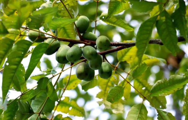 南酸枣树图片_南酸枣树果实能吃吗-第1张图片-山城妙识