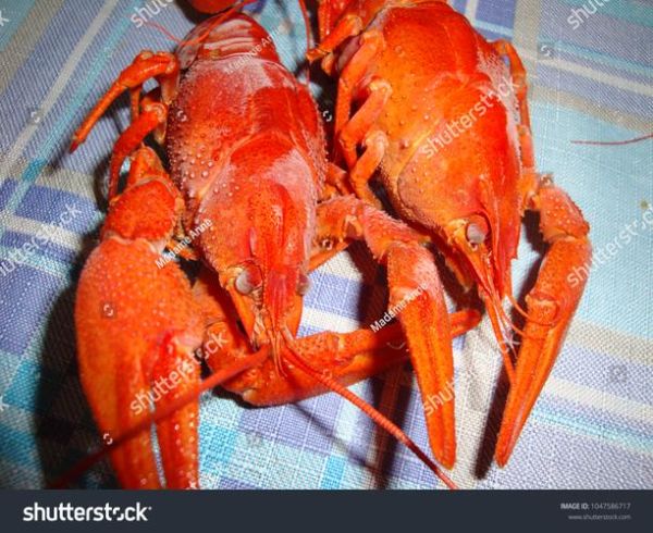 how_to_cook_spicy_crayfish_at_home _ authentic_sichuan_mala_crayfish_recipe-第1张图片-山城妙识