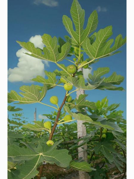 无花果树图片大全_如何养护无花果树-第1张图片-山城妙识