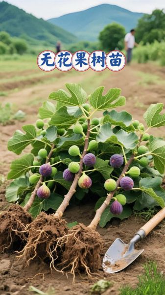 无花果树图片大全_如何养护无花果树-第2张图片-山城妙识