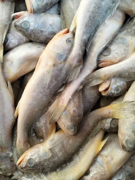 冷冻小黄鱼怎么做好吃_冷冻小黄鱼的家常做法-第1张图片-山城妙识 冷冻小黄鱼怎么做好吃_冷冻小黄鱼的家常做法-第1张图片-山城妙识