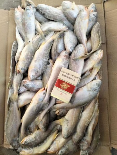 冷冻小黄鱼怎么做好吃_冷冻小黄鱼的家常做法-第2张图片-山城妙识 冷冻小黄鱼怎么做好吃_冷冻小黄鱼的家常做法-第2张图片-山城妙识