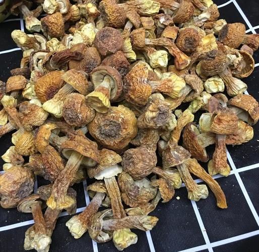 姬松茸价格一斤多少钱_姬松茸多少钱一斤-第1张图片-山城妙识 姬松茸价格一斤多少钱_姬松茸多少钱一斤-第1张图片-山城妙识