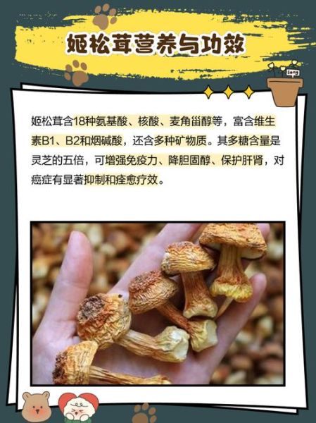 姬松茸价格一斤多少钱_姬松茸多少钱一斤-第3张图片-山城妙识 姬松茸价格一斤多少钱_姬松茸多少钱一斤-第3张图片-山城妙识