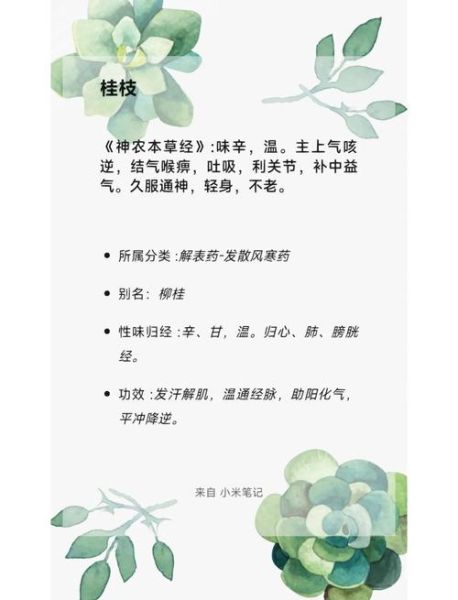 桂枝的功效与作用禁忌_桂枝用量多少克-第1张图片-山城妙识