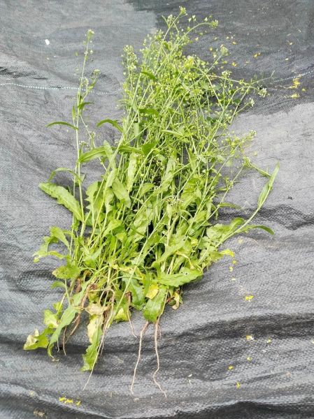 荠菜煮鸡蛋能治头疼吗_荠菜鸡蛋治头疼是真的吗-第3张图片-山城妙识 荠菜煮鸡蛋能治头疼吗_荠菜鸡蛋治头疼是真的吗-第3张图片-山城妙识