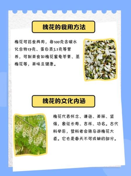 槐花雅称有哪些_古人为何偏爱槐蕊-第1张图片-山城妙识 槐花雅称有哪些_古人为何偏爱槐蕊-第1张图片-山城妙识