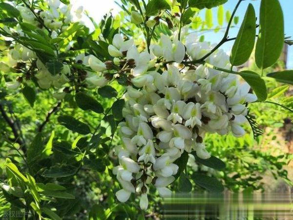 槐花雅称有哪些_古人为何偏爱槐蕊-第2张图片-山城妙识 槐花雅称有哪些_古人为何偏爱槐蕊-第2张图片-山城妙识