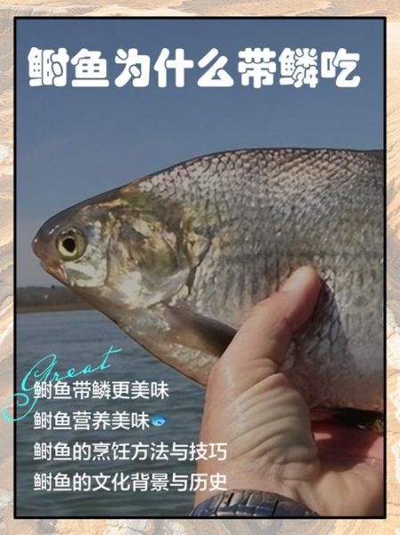 鲥鱼图片多少钱一斤_鲥鱼最新价格行情-第3张图片-山城妙识 鲥鱼图片多少钱一斤_鲥鱼最新价格行情-第3张图片-山城妙识