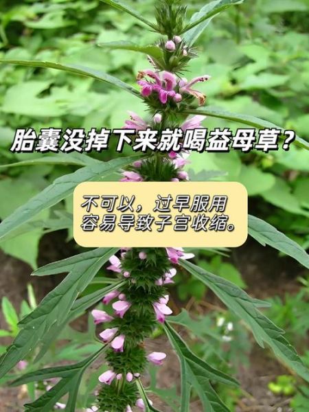 益母草喝了两天流产了_益母草流产风险-第1张图片-山城妙识 益母草喝了两天流产了_益母草流产风险-第1张图片-山城妙识