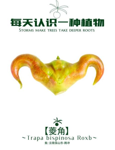 菱角的寓意和象征_菱角代表什么-第1张图片-山城妙识 菱角的寓意和象征_菱角代表什么-第1张图片-山城妙识
