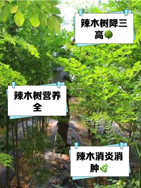 辣木树的功效与作用_辣木树怎么种植-第1张图片-山城妙识 辣木树的功效与作用_辣木树怎么种植-第1张图片-山城妙识