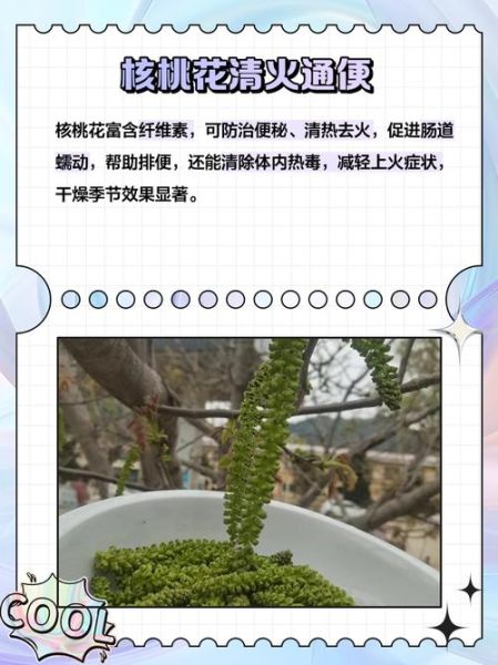 核桃花泡水有什么好处_核桃花泡水怎么喝才有效-第1张图片-山城妙识 核桃花泡水有什么好处_核桃花泡水怎么喝才有效-第1张图片-山城妙识