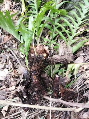 毛姜怎么吃_毛姜的正确吃法-第1张图片-山城妙识