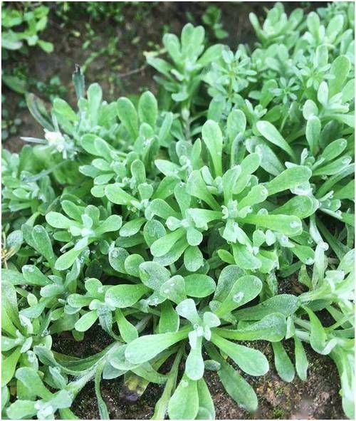 清明菜长什么样_清明菜怎么做好吃-第2张图片-山城妙识