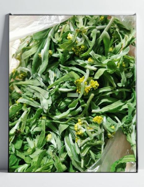 清明菜长什么样_清明菜怎么做好吃-第1张图片-山城妙识