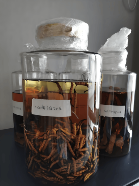 虫草泡酒一斤酒放几根_虫草泡酒比例是多少-第1张图片-山城妙识